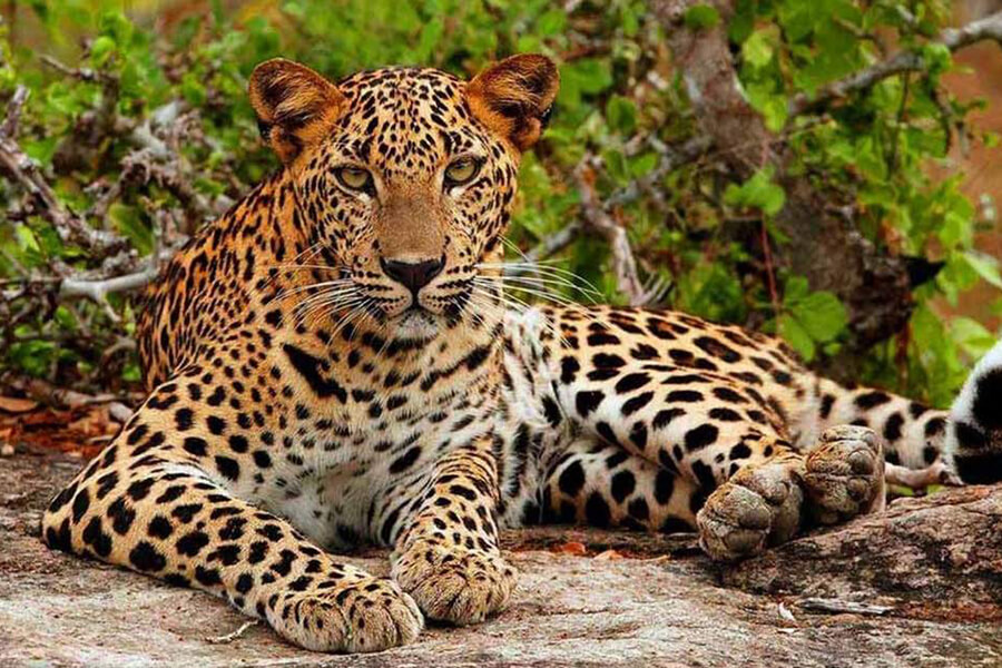 Yala National Park The Ultimate Guide To Sri Lanka s Leopard Paradise